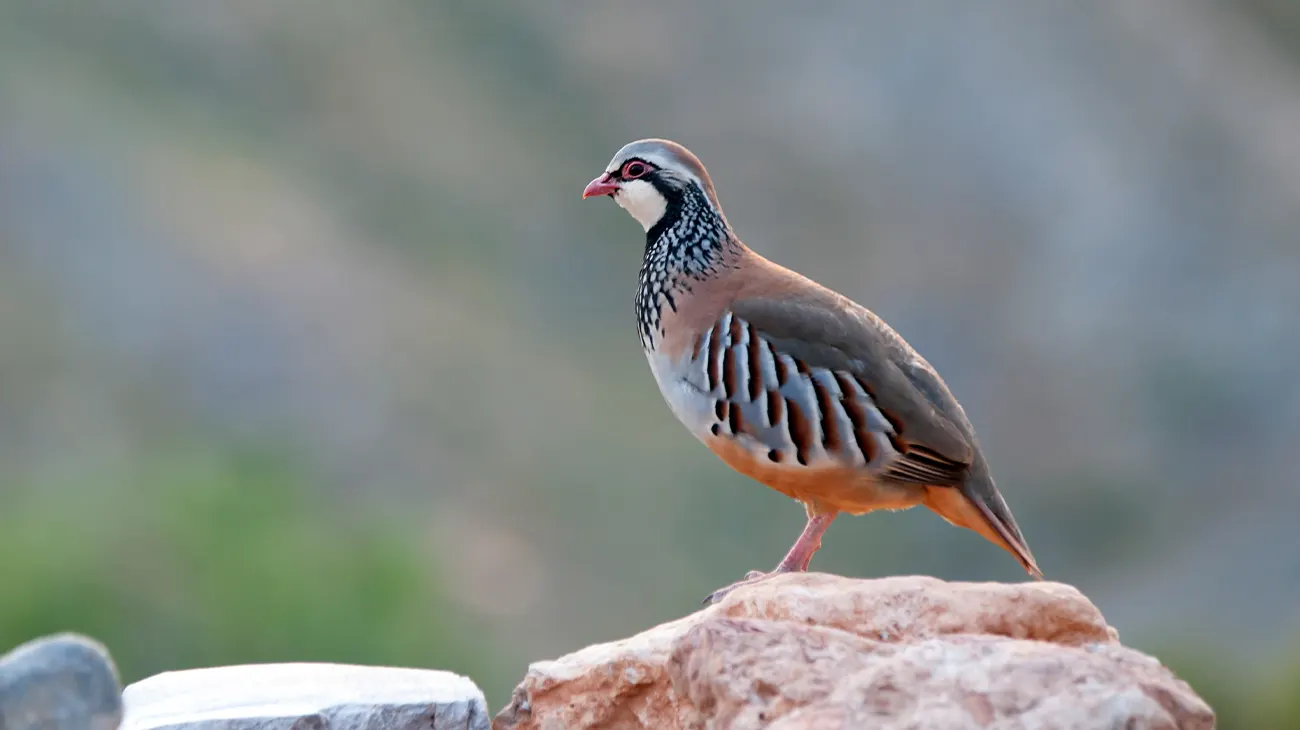 Red-legged Partridge: Characteristics, Habitat and Conservation ...